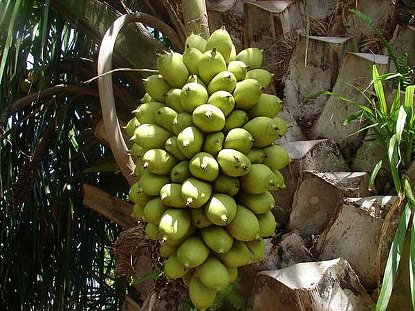Attalea phalerata - Palmpedia - Palm Grower's Guide