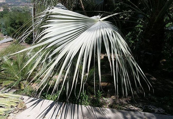 Brahea clara - Palmpedia - Palm Grower's Guide