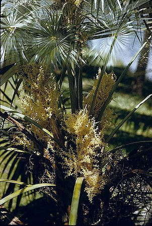 Coccothrinax argentata - Palmpedia - Palm Grower's Guide