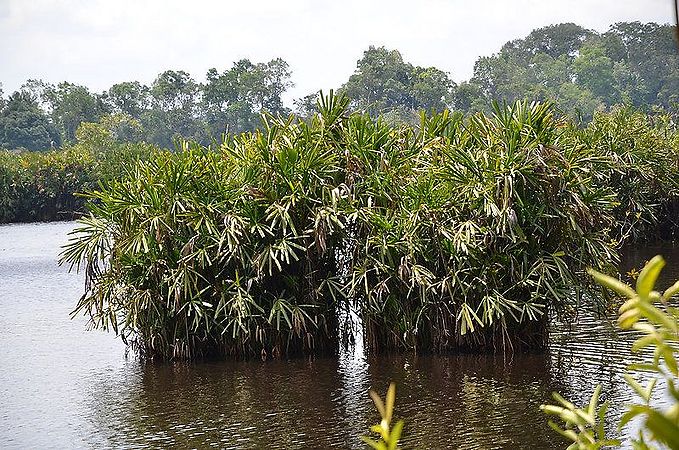 Licuala paludosa - Palmpedia - Palm Grower's Guide