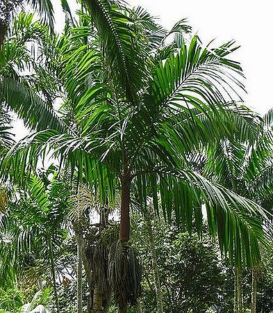 Pinanga insignis - Palmpedia - Palm Grower's Guide
