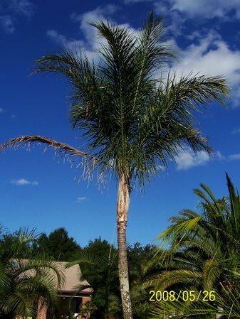 Syagrus pseudococos - Palmpedia - Palm Grower's Guide