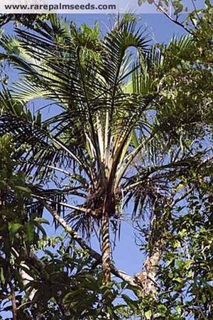Ravenea julietiae - Palmpedia - Palm Grower's Guide