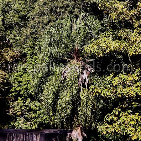 Syagrus macrocarpa - Palmpedia - Palm Grower's Guide