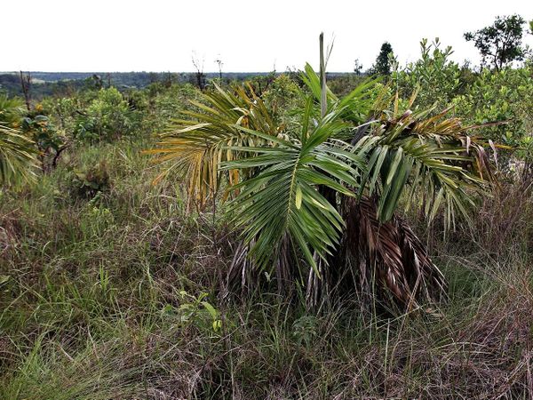 Syagrus comosa - Palmpedia - Palm Grower's Guide