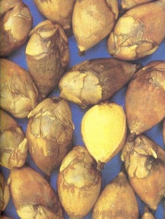 Attalea maripa - Palmpedia - Palm Grower's Guide