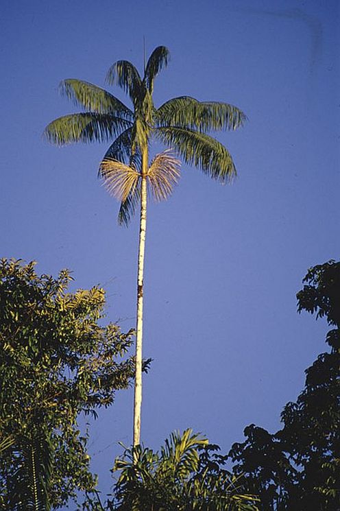 Euterpe precatoria - Palmpedia - Palm Grower's Guide