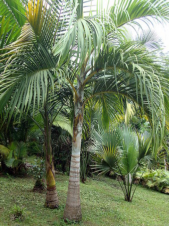 Bentinckia condapanna - Palmpedia - Palm Grower's Guide