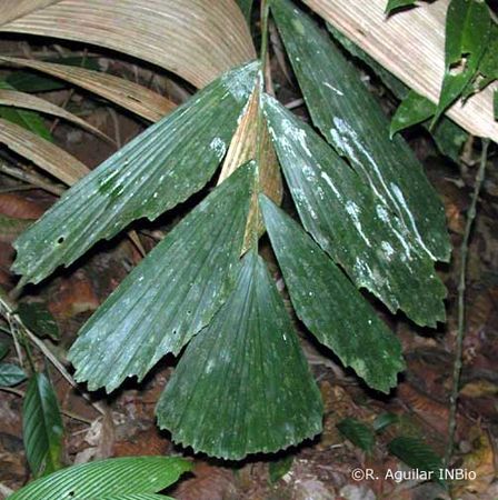 Iriartea deltoidea - Palmpedia - Palm Grower's Guide