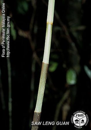 Pinanga riparia - Palmpedia - Palm Grower's Guide