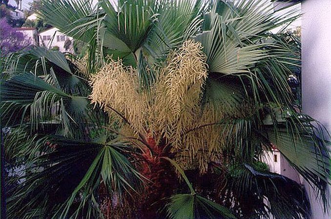 Brahea edulis - Palmpedia - Palm Grower's Guide