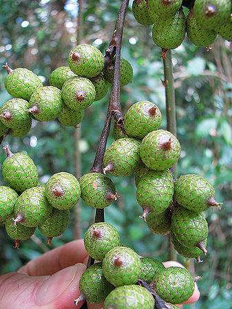 Calamus australis - Palmpedia - Palm Grower's Guide