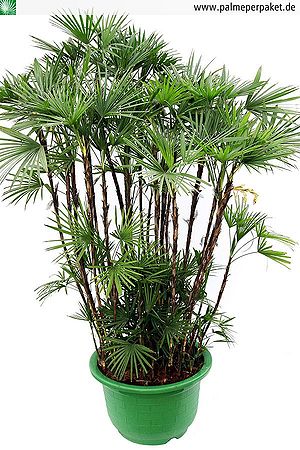 Rhapis multifida - Palmpedia - Palm Grower's Guide