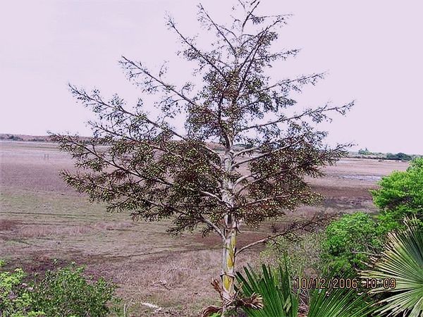 Tahina spectabilis - Palmpedia - Palm Grower's Guide