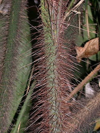Calamus australis - Palmpedia - Palm Grower's Guide
