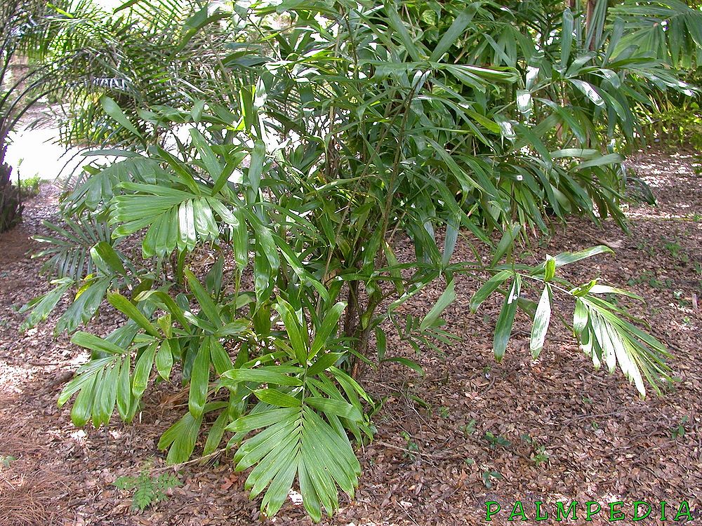 Bactris mexicana - Palmpedia - Palm Grower's Guide