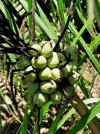 Barcella odora - Palmpedia - Palm Grower's Guide