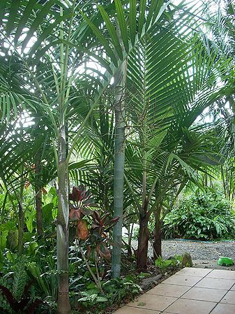 Cyphophoenix alba - Palmpedia - Palm Grower's Guide