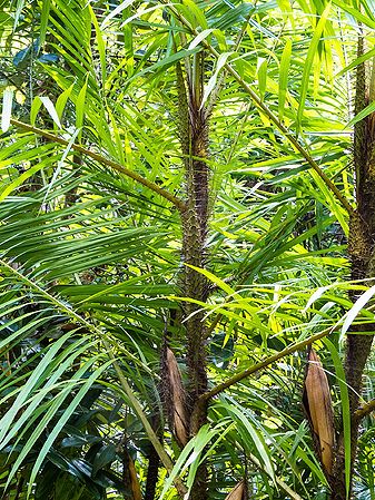 Daemonorops jenkinsiana - Palmpedia - Palm Grower's Guide