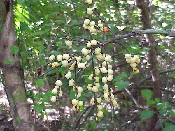 Gaussia maya - Palmpedia - Palm Grower's Guide