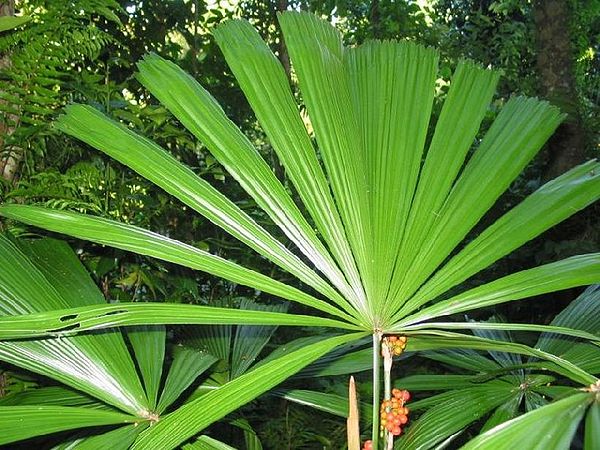 Licuala sp. 'Big Trunk' - Palmpedia - Palm Grower's Guide
