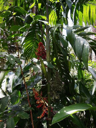 Areca concinna - Palmpedia - Palm Grower's Guide
