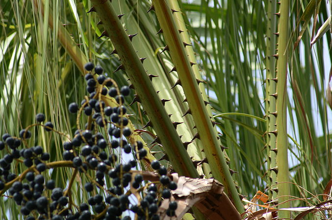 Livistona saribus - Palmpedia - Palm Grower's Guide
