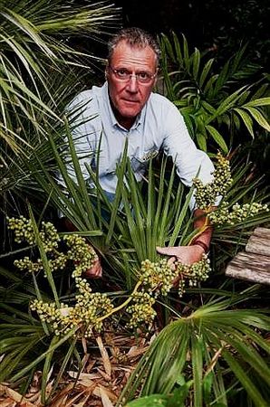 Trachycarpus nanus - Palmpedia - Palm Grower's Guide