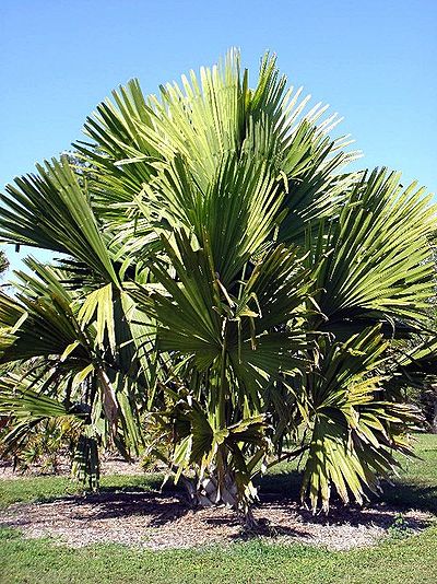 Corypha taliera - Palmpedia - Palm Grower's Guide