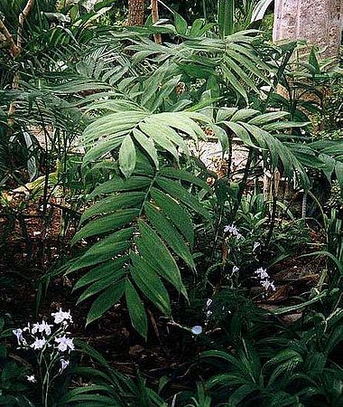 Chamaedorea tepejilote - Palmpedia - Palm Grower's Guide