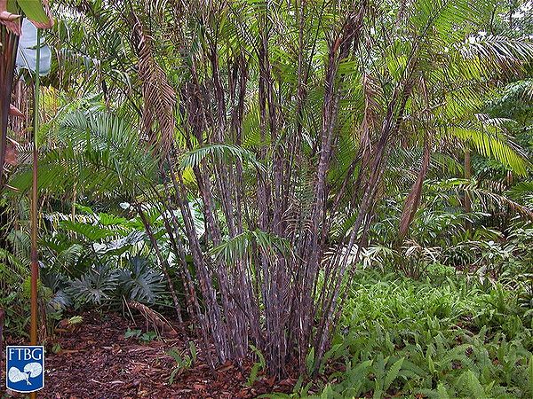 Bactris concinna - Palmpedia - Palm Grower's Guide