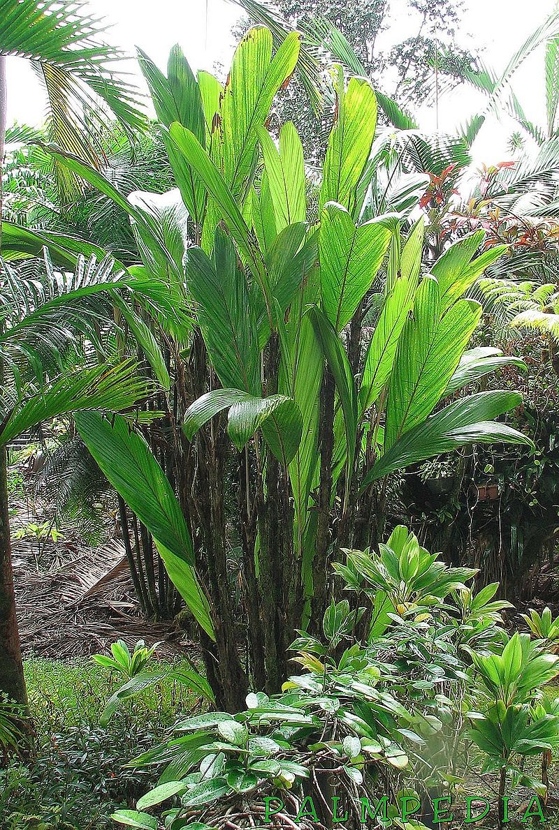Bactris grayumii - Palmpedia - Palm Grower's Guide