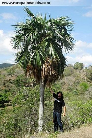 Coccothrinax fragrans - Palmpedia - Palm Grower's Guide