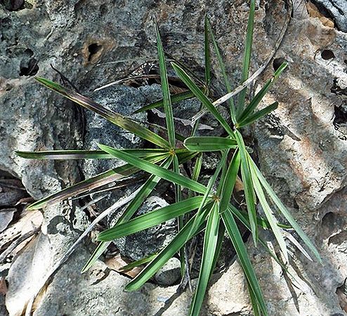 Coccothrinax cupularis - Palmpedia - Palm Grower's Guide