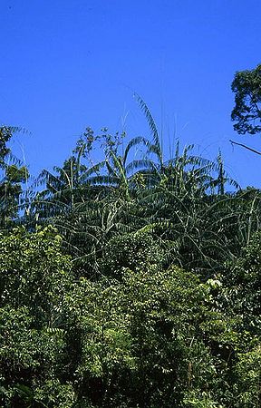 Calamus subinermis - Palmpedia - Palm Grower's Guide
