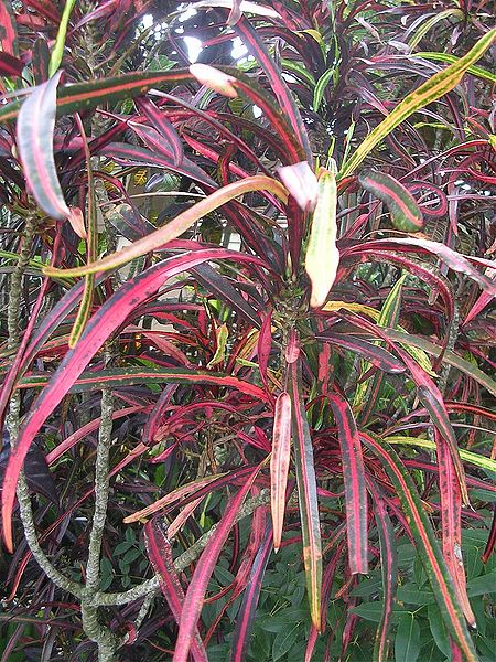 INTERRUPTUM - Palmpedia - Palm Grower's Guide