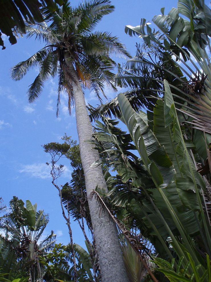 Ravenea sp. 'giant' - Palmpedia - Palm Grower's Guide