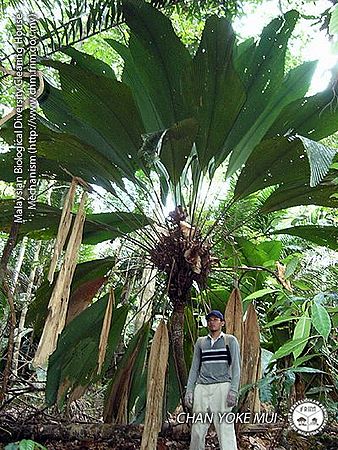 Johannesteijsmannia perakensis - Palmpedia - Palm Grower's Guide