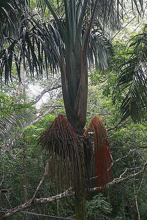Oenocarpus bacaba - Palmpedia - Palm Grower's Guide