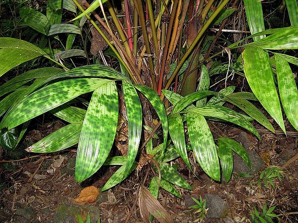Pinanga crassipes - Palmpedia - Palm Grower's Guide