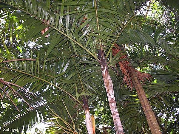 Ptychosperma lineare - Palmpedia - Palm Grower's Guide