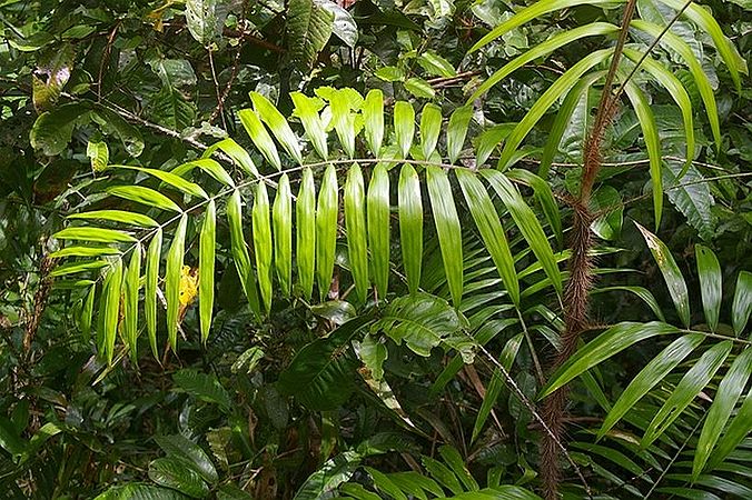 Calamus australis - Palmpedia - Palm Grower's Guide