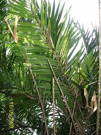 Bactris guineensis - Palmpedia - Palm Grower's Guide