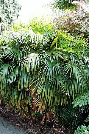 Rhapis multifida - Palmpedia - Palm Grower's Guide