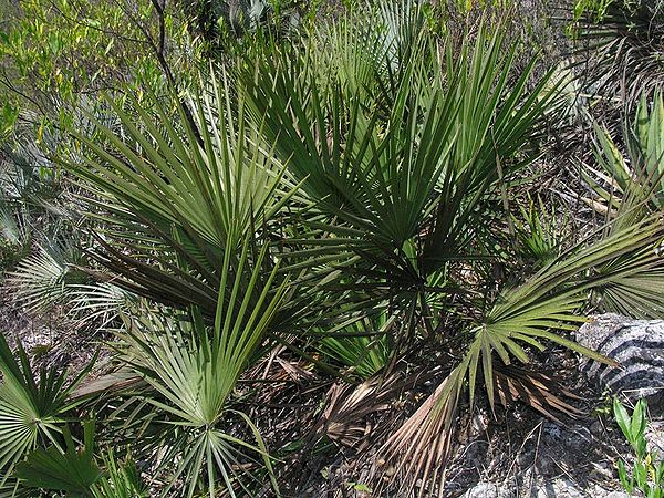Brahea decumbens - Palmpedia - Palm Grower's Guide