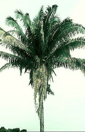 Attalea speciosa - Palmpedia - Palm Grower's Guide