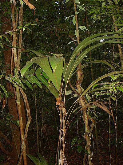 Bactris hirta - Palmpedia - Palm Grower's Guide