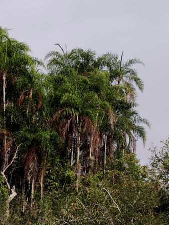 Syagrus cocoides - Palmpedia - Palm Grower's Guide