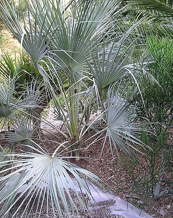 Brahea clara - Palmpedia - Palm Grower's Guide