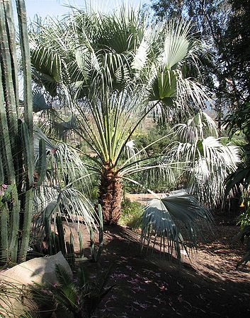 Brahea clara - Palmpedia - Palm Grower's Guide
